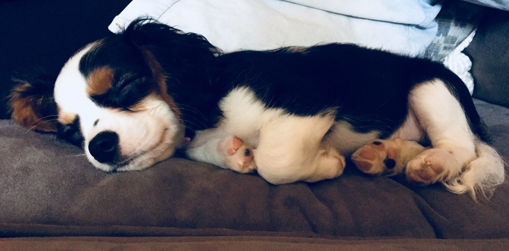 THE TOP DOG STORE - Calgary AB - Hours, Directions, Reviews - Loc8NearMe