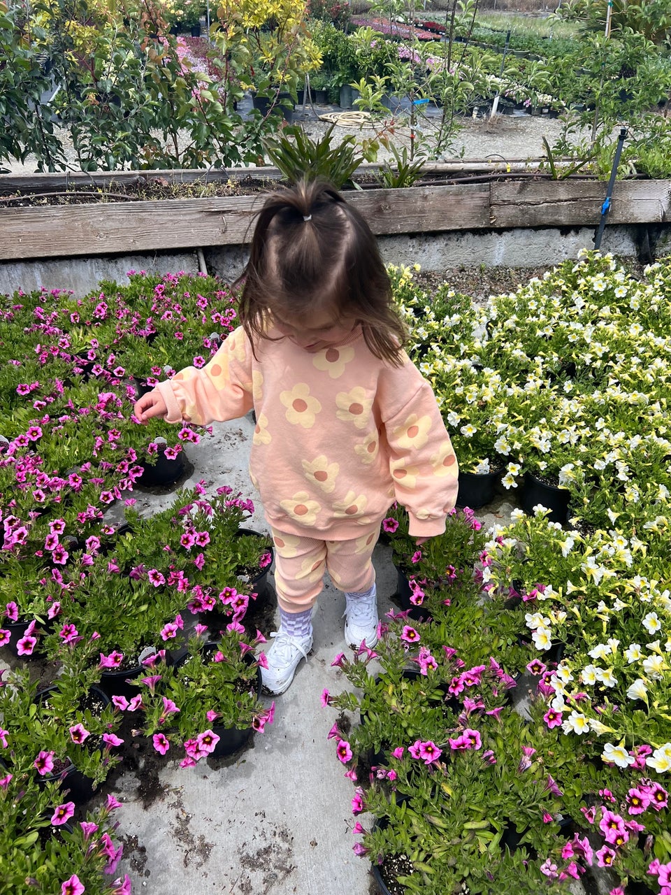 HIGH-HAND NURSERY - Loomis CA - Hours, Directions, Reviews - Loc8NearMe