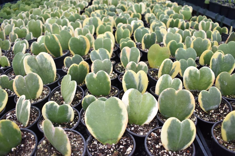 HIGH-HAND NURSERY - Loomis CA - Hours, Directions, Reviews - Loc8NearMe