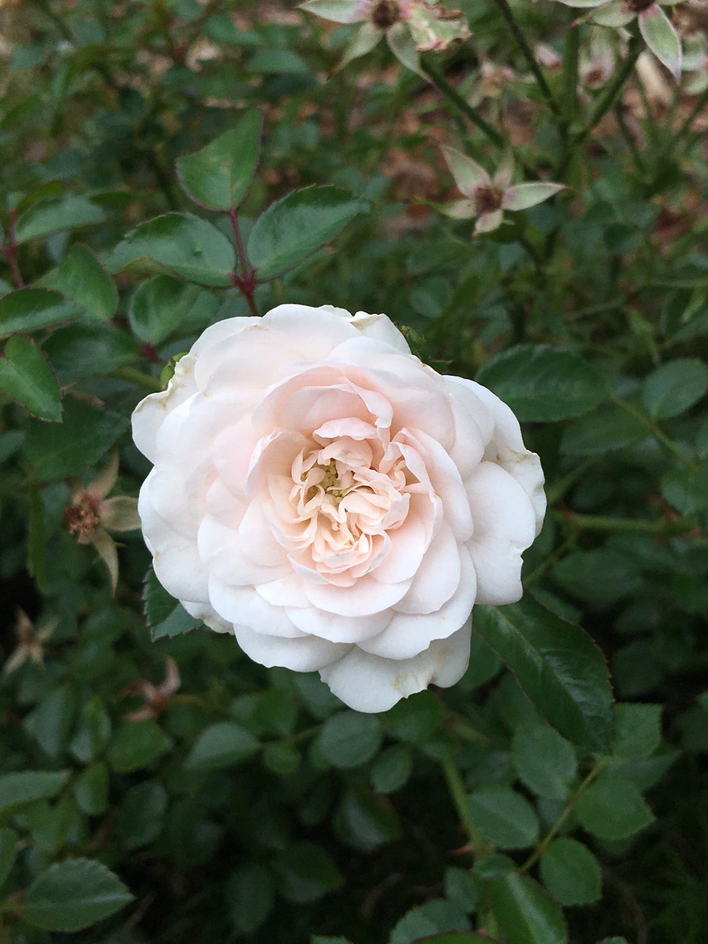 GOLDEN COMMUNITY CENTER - Golden CO - Hours, Directions, Reviews ...