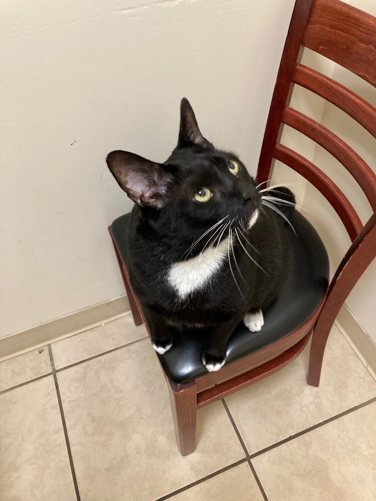 PAWS2HEALTH LLC - West Palm Beach FL - Hours, Directions, Reviews ...