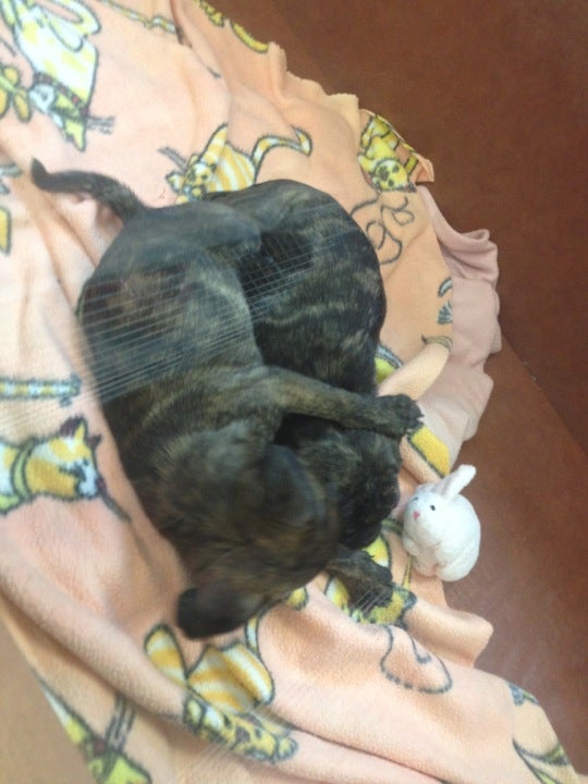 PETS R' INN - Grand Forks ND - Hours, Directions, Reviews - Loc8NearMe