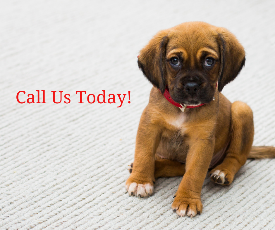 CLOCKTOWER ANIMAL HOSPITAL - Herndon VA - Hours, Directions, Reviews ...