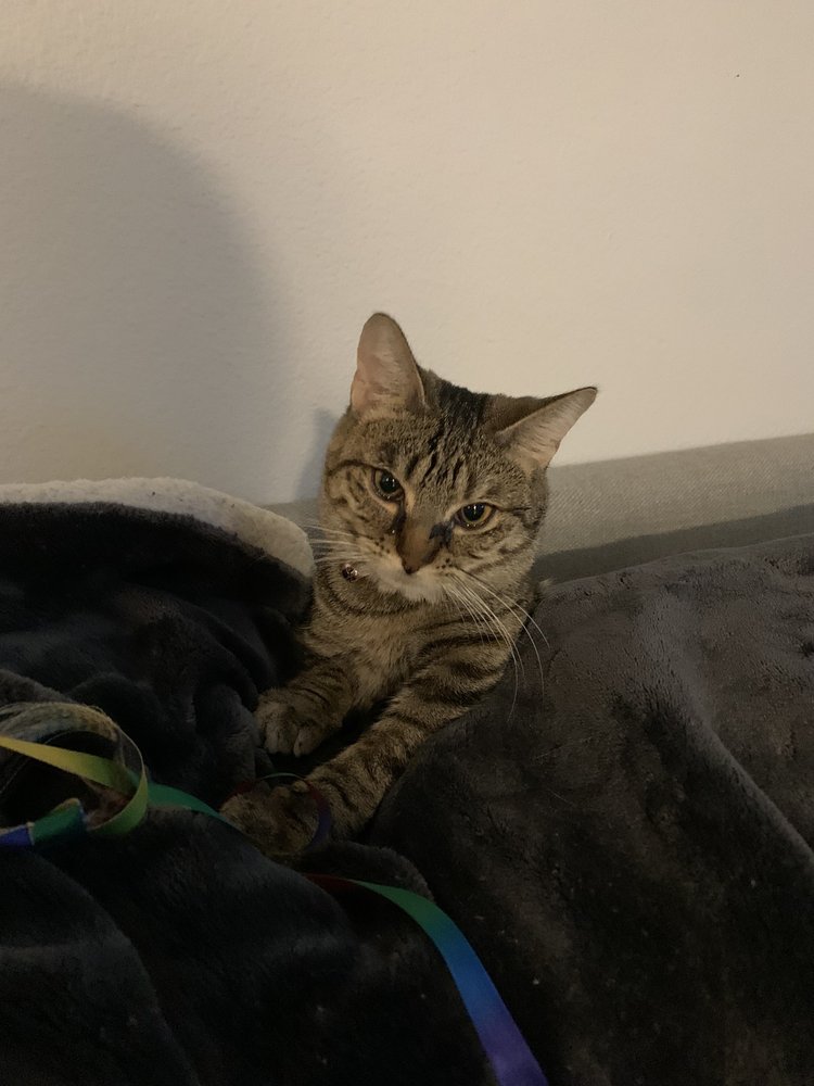 PAWS CAT CITY (PROGRESSIVE ANIMAL WELFARE SOCIETY) - Seattle WA - Hours ...