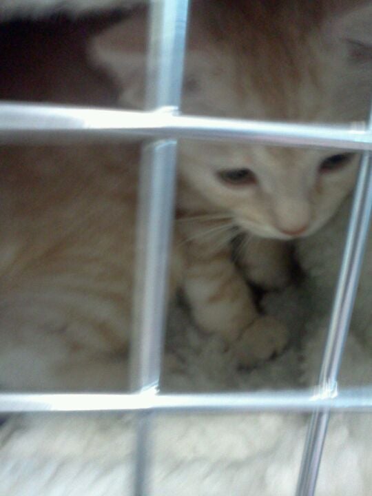 ANIMART PET STORE - Madison WI - Hours, Directions, Reviews - Loc8NearMe